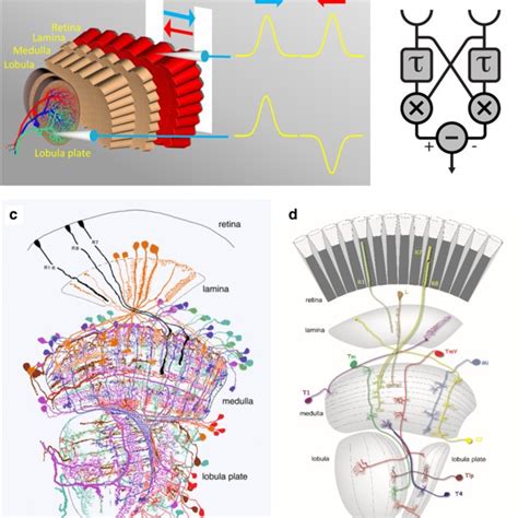T4 And T5 Cells Are The Elementary Motion Sensing Neurons In The Fly