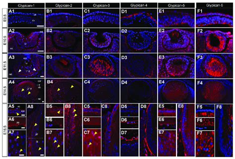 Distribution Of Glypican Core Proteins In The Developing Mouse Eye
