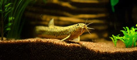 The Pond Loach Critter Science