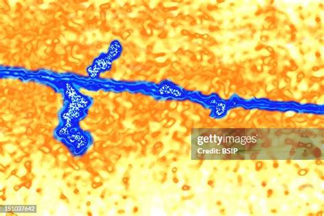 Digital Light Microscope Strand Of Rna On Dna Fragment News Photo
