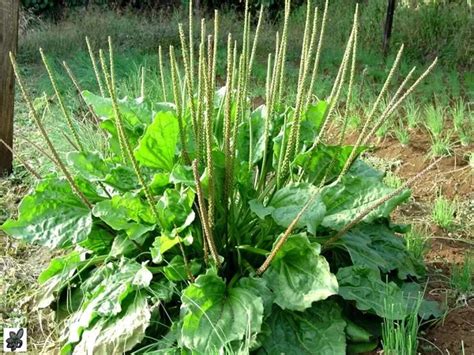 Cuáles Son Los Beneficios Del Llantén La Hierba Utilizada Como Laxante Suave Infobae