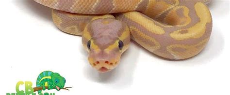 Ball Python Size Ball Python Growth Ball Python Sizing