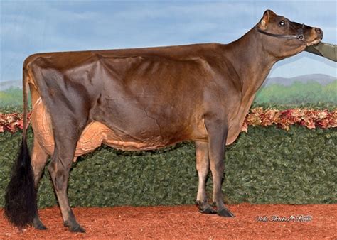 Semex Dulet Mr Brown Et 0200je01546 Jecanm121080786