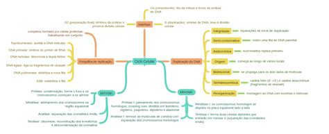 Ciclo Celular Coggle Diagram