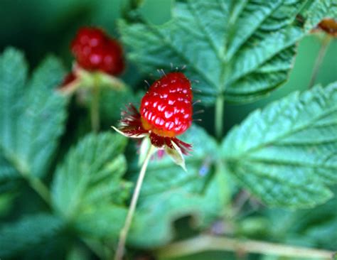 How To Remove Raspberry Bushes