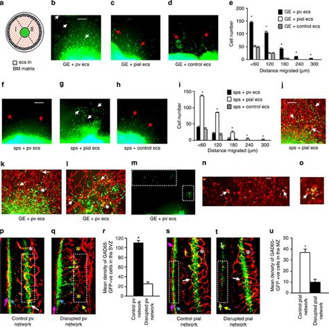 Endothelial Cells Provide Cues For Selective Sorting And Migration Of
