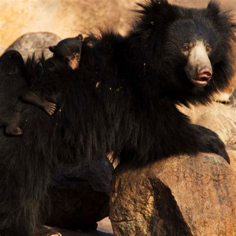Ursul Buzat National Geographic Pentru Toți Oriunde