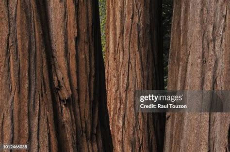 Giant Sequoia Bark Detail Photos And Premium High Res Pictures Getty