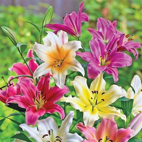 Brecks Multicolor All Summer Flowering Garden Lily Mixture Dormant