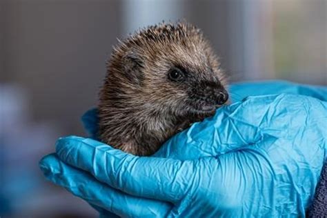 Junge Igel Hungern Sie Brauchen Unsere Hilfe Lokalbüro Düsseldorf