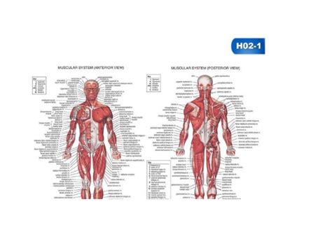 Muschii Pdf