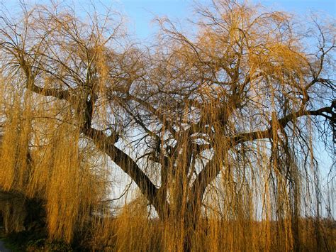 Weeping Willowpasturetreeaestheticbranches Free Image From
