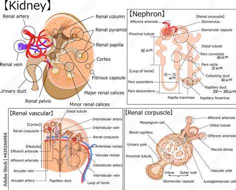 Renal Papillae