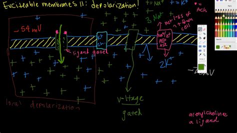 Depolarizing And Repolarizing An Exciteable Membrane Youtube