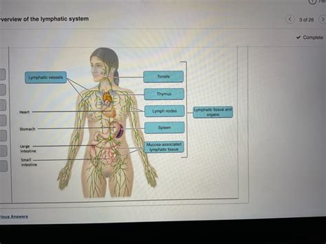 Lab 3 Lymphatic System Flashcards Quizlet