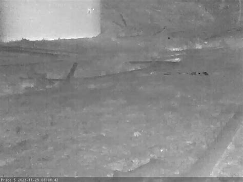 Deer Bobcat Coyote Cougar Raccoon Object Detection Dataset By Wsdot