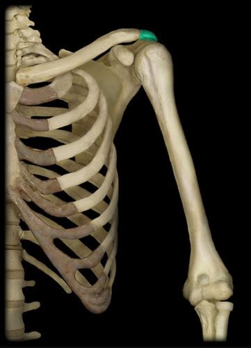 Anatomy And Physiology I Lab Module 6 Apr Appendicular Skeleton