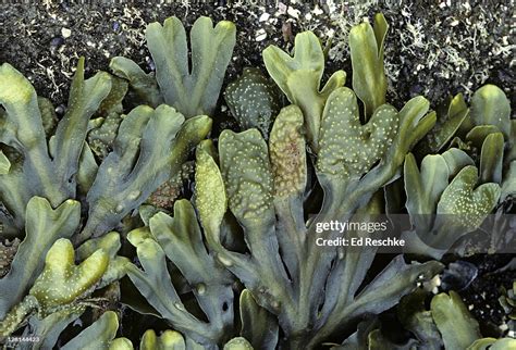 Closeup Of Exposed Rockweed Fucus Sp A Brown Algae During Lowtide On