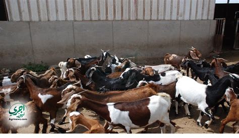 عايز تبدأ تربية ماعز؟ اعرف الأساسيات اللي تضمنلك النجاح