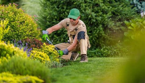 Shrub Pruning Expert Guide From Impact Landscapes