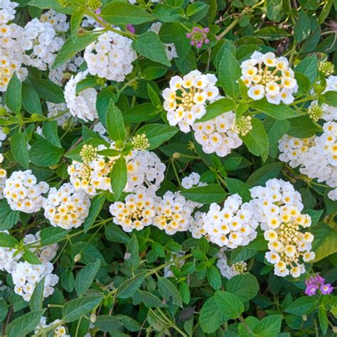 2 White Trailing Lantana Plants Lantana Flowers Live Plant Ready To