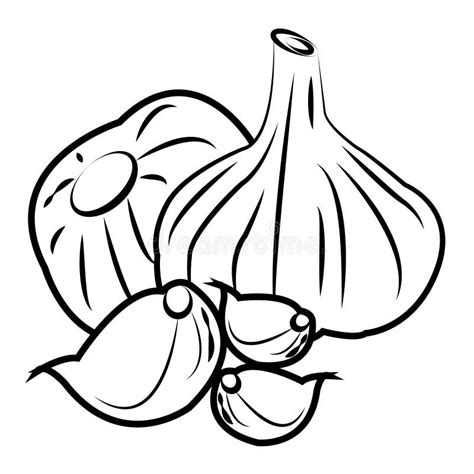 Garlic Clipart Black And White At Netsaylorblog Blog