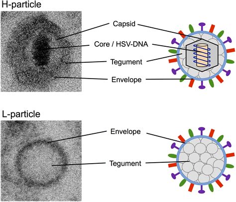 Hsv Dna Targeting Herpes Simplex Virus 1 Gd By A Dna Aptamer Can Be An Effective New Strategy