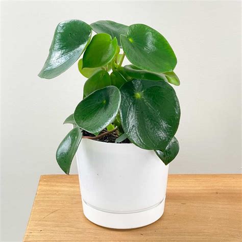 Care Guide For The Raindrop Peperomia — The Green Mad House