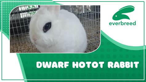 Dwarf Hotot Rabbit Care Breeding And Ownership Guide Everbreed