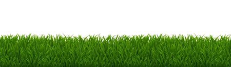 Premium Vector Grass Border Isolated White Background Vector Illustration