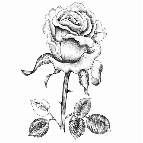 Rosas Para Dibujar A Lapiz Faciles Sengoku Wallpaper