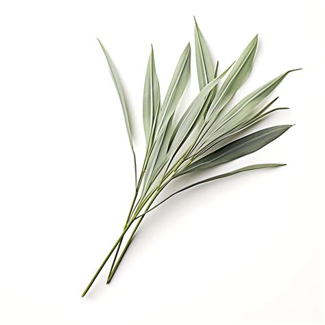 Premium Photo Carthage Switchgrass Greygreen A Single Curled Leaf