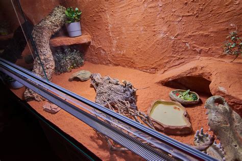 15 Plants You Can Put In A Bearded Dragon Tank About Bearded Dragons