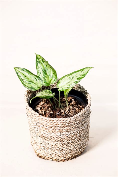 Hapaline Celatrix Sub Sp Nusaplant