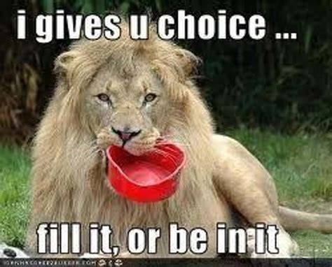 The 28 Funniest Lion Memes That Have People Roaring