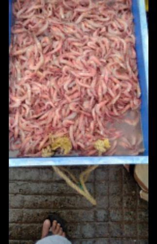 Red Prawn Tiny Prawns Packaging Type Thermocol Box At ₹ 350 Kg In Ratnagiri