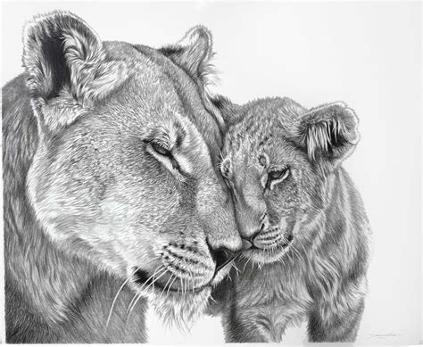 Lioness Darryn Eggleton Clarendon Fine Art