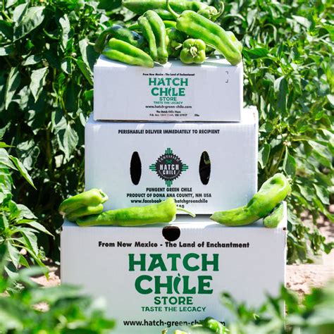 Is Hatch Chile Hotter Than A Jalapeño Hatch Chile Store