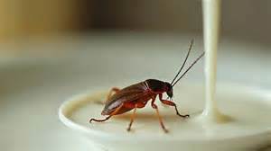 Cockroach Found In Refreshment Plate During Senate Meeting
