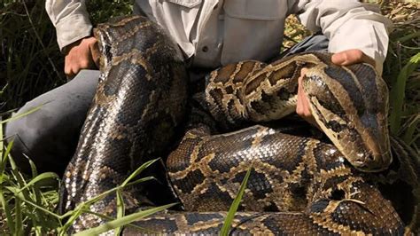 Missing Woman Found Dead Inside Python After Three Days World