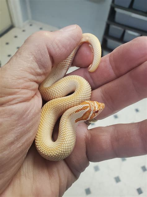 Superconda Albino Het Snow Western Hognose By Tom Harbin Reptiles