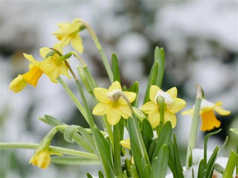 Premium Photo Spring Versus Winter February In Halle