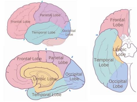 Anatomy Of Brain Sulcus And Gyrus Dr Sajith Md Rd