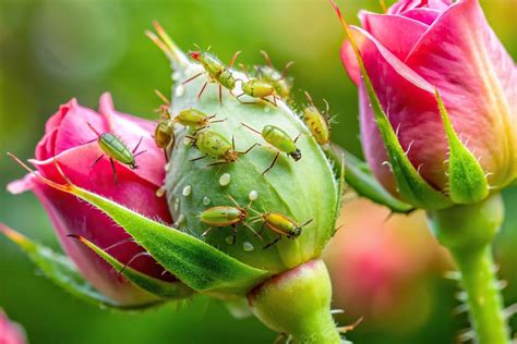 The Essential Guide To Roses Harkness Roses