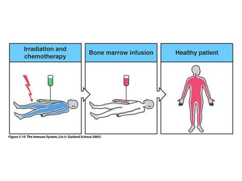 Ppt Lecture 10 Thymocyte Selection Ii Powerpoint Presentation Free