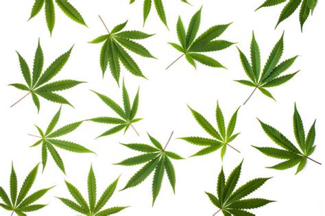 Folhas Da Maconha Banco De Imagens E Fotos De Stock Istock