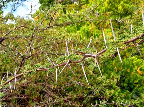 Izogie X Doctorblackfemreader Ao3 Link Part 3