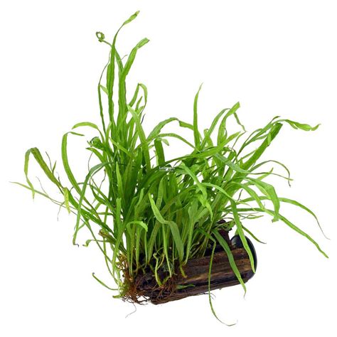 Microsorum Pteropus ‘trident Sydney Discus World Aquariums Products