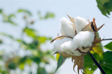 What Is Pima Cotton A Comprehensive Guide To The Luxurious Fiber