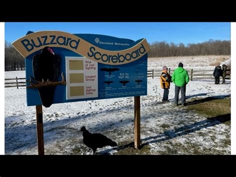 Hinckley Ohio Buzzards Cartoons Its Tough To Be A Bird Is Released